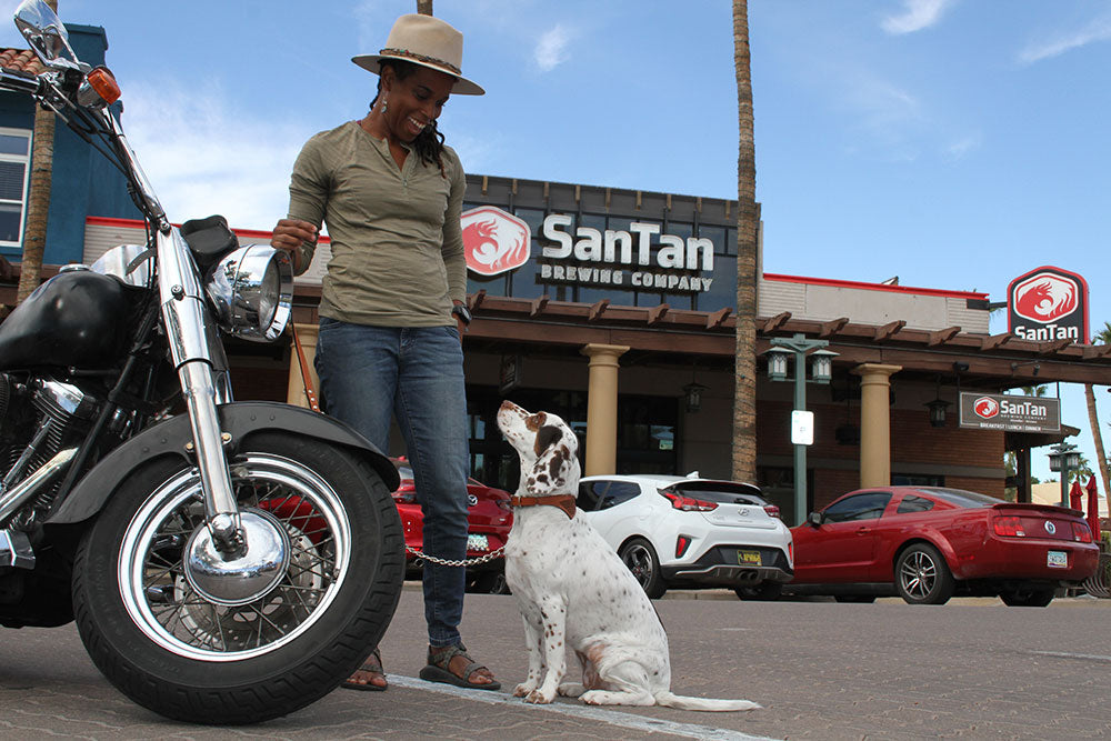 DOG GEAR FOR CITY USE – Shark Fin Gear Company